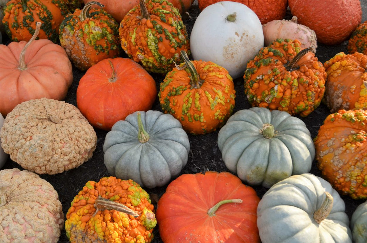 Fall Collection – Denchfield Nursery, Inc.