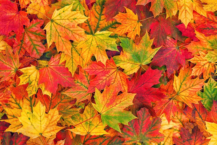 Trees – Denchfield Nursery, Inc.