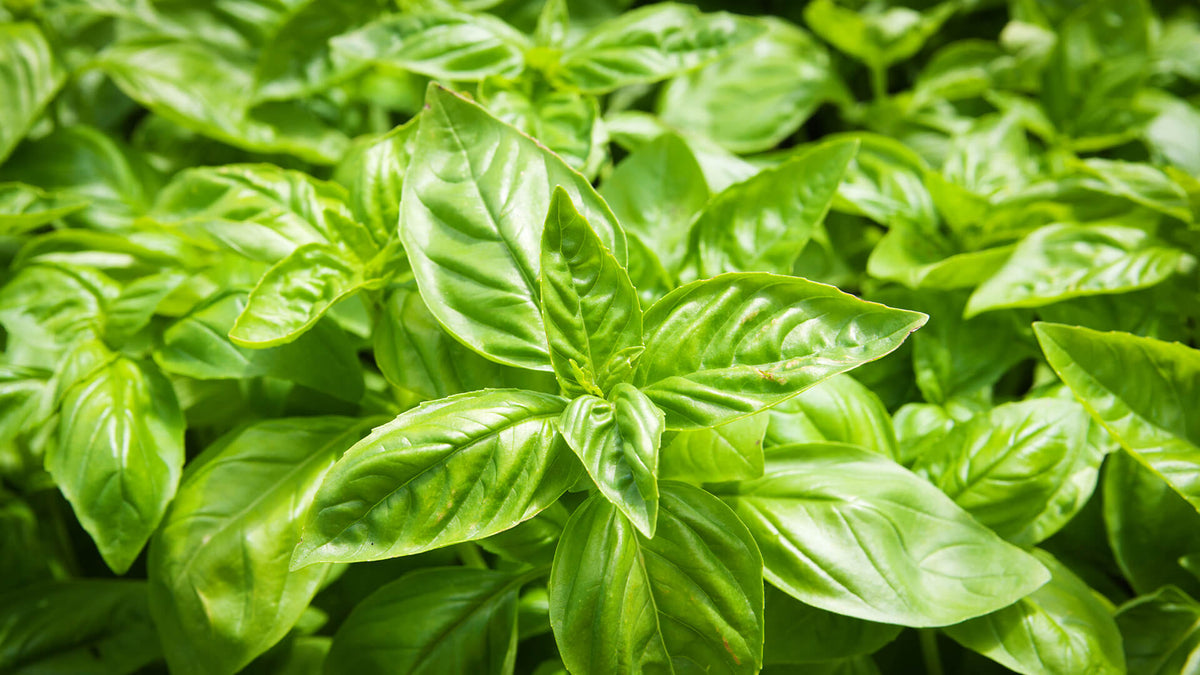 Herbs – Denchfield Nursery, Inc.