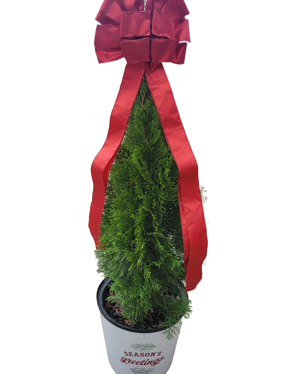 Holiday Arborvitae Planter – Denchfield Nursery, Inc.