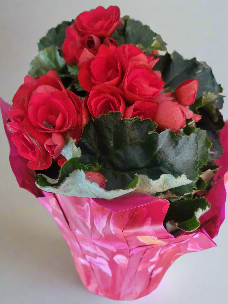 Rieger Begonias – Denchfield Nursery, Inc.