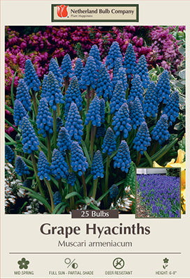 Muscari 'Grape Hyacinth' Bulbs (20) – Denchfield Nursery, Inc.