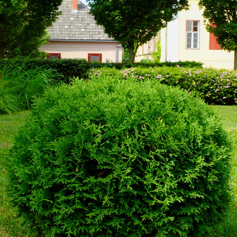 Thuja occidentalis 'Midget' Arborvitae – Denchfield Nursery, Inc.