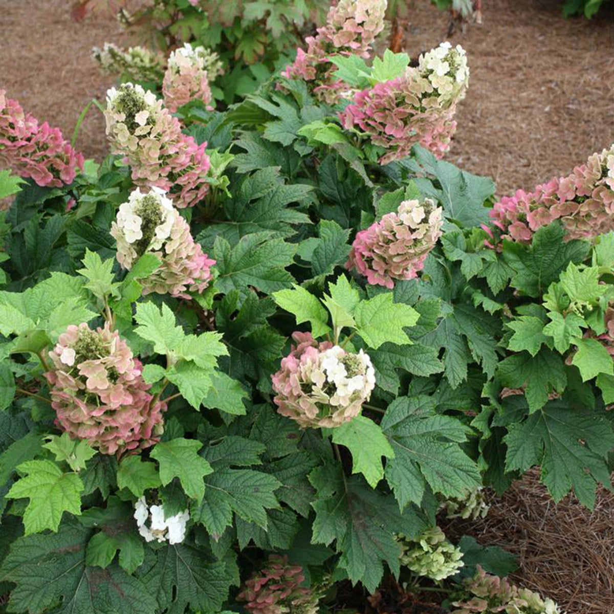 Hydrangea quercifolia 'Jetstream' – Denchfield Nursery, Inc.