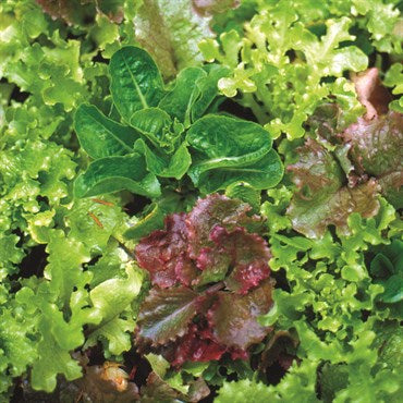 Lettuce 'Mesclun Salad Mix' Seeds – Denchfield Nursery, Inc.