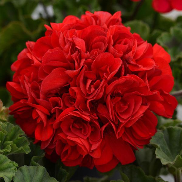 Geranium Zonal 'Darko Deep Red' – Denchfield Nursery, Inc.