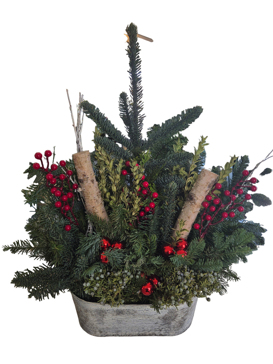 Birch Holiday Planter – Denchfield Nursery, Inc.