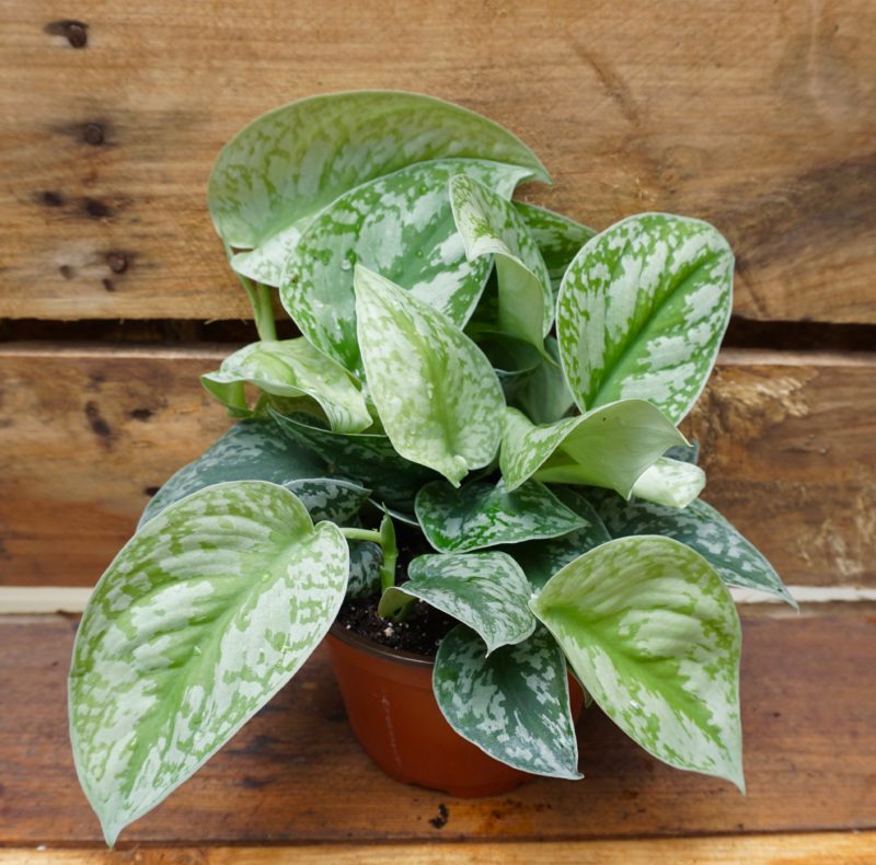 Pothos 'Silver Satin' – Denchfield Nursery, Inc.
