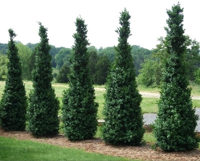 Buxus sempervirens ‘Dee Runk' Boxwood (3.5-4' tall) – Denchfield ...