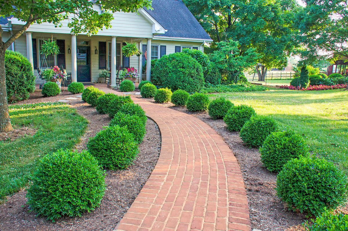 Buxus NewGen 'Freedom' Boxwood – Denchfield Nursery, Inc.