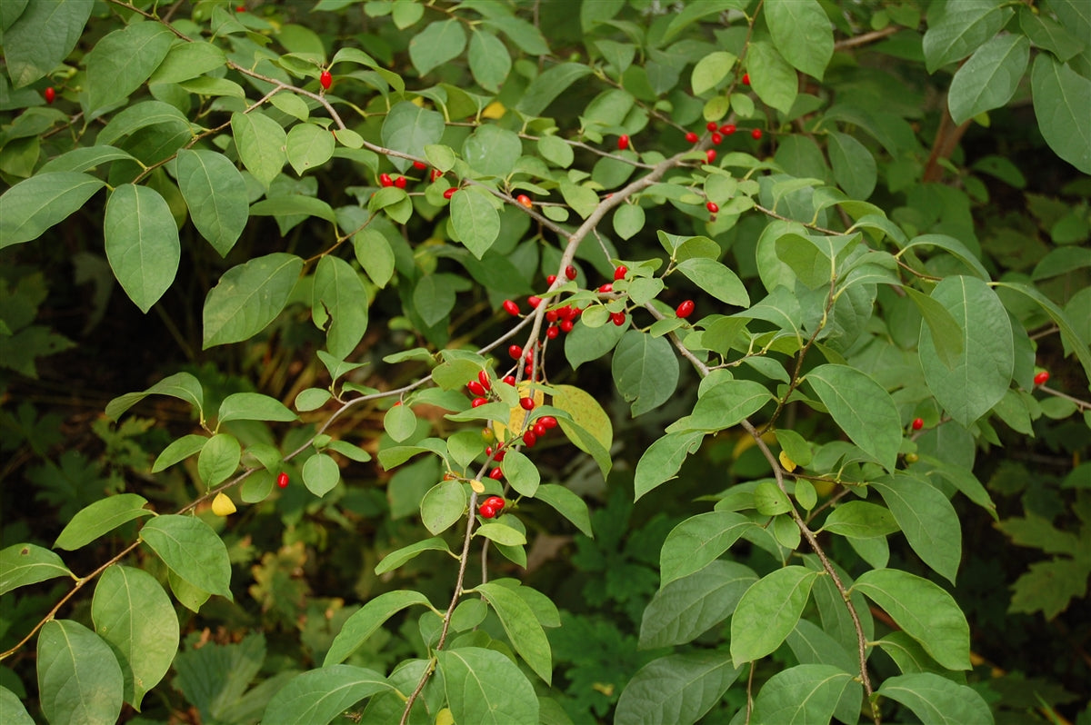 Spicebush Shrub