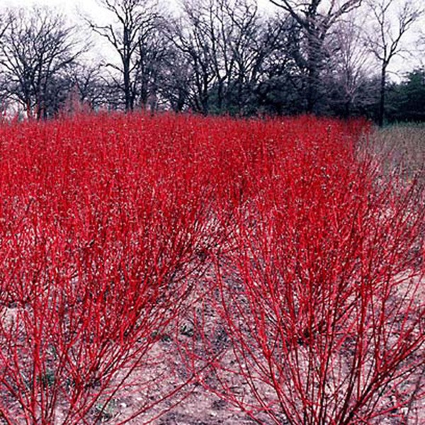 Cornus baileyi 'Red Twig Dogwood' – Denchfield Nursery, Inc.