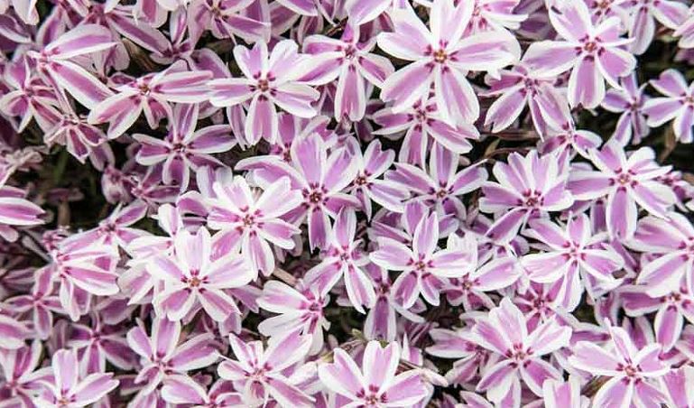 Creeping Phlox subulata 'Candy Stripes' – Denchfield Nursery, Inc.