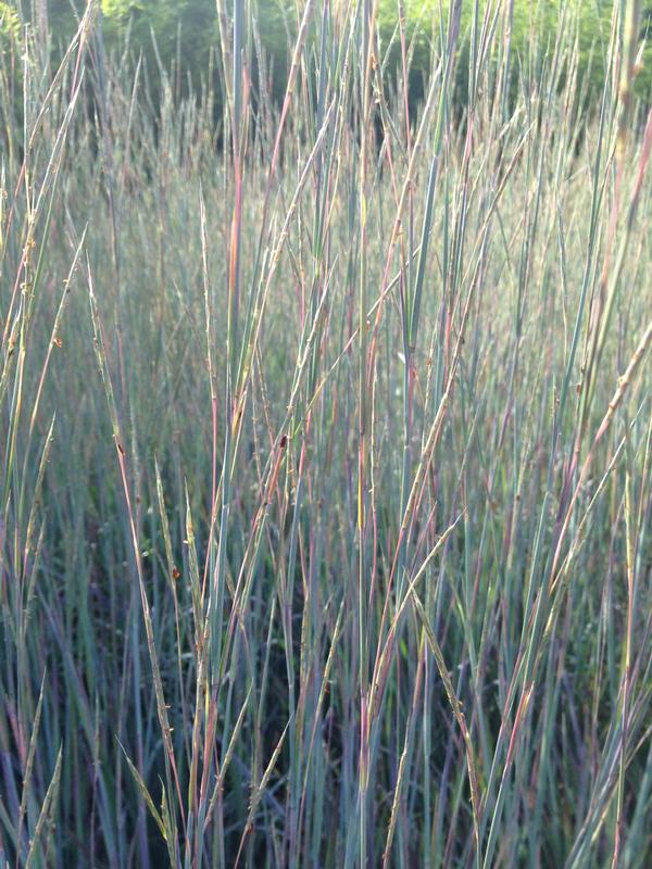 Schizachyrium scoparium 'Little Bluestem' Grass – Denchfield Nursery, Inc.