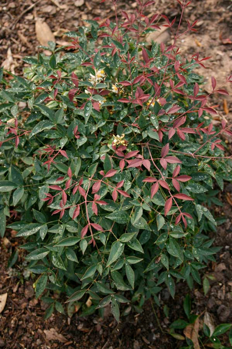 Nandina domestica 'Flirt' – Denchfield Nursery, Inc.