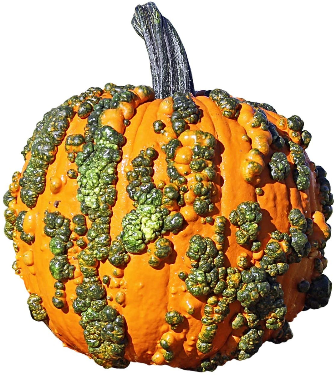 Specialty Autumn Harvest Mix Pumpkins – Denchfield Nursery, Inc.