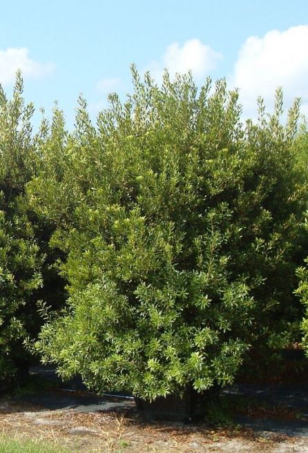 Myrica cerifera 'Southern Wax Myrtle' – Denchfield Nursery, Inc.