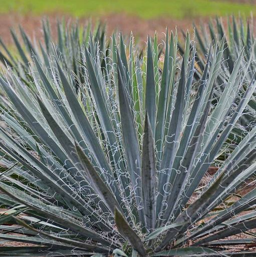 Yucca filamentosa 'Excalibur' – Denchfield Nursery, Inc.