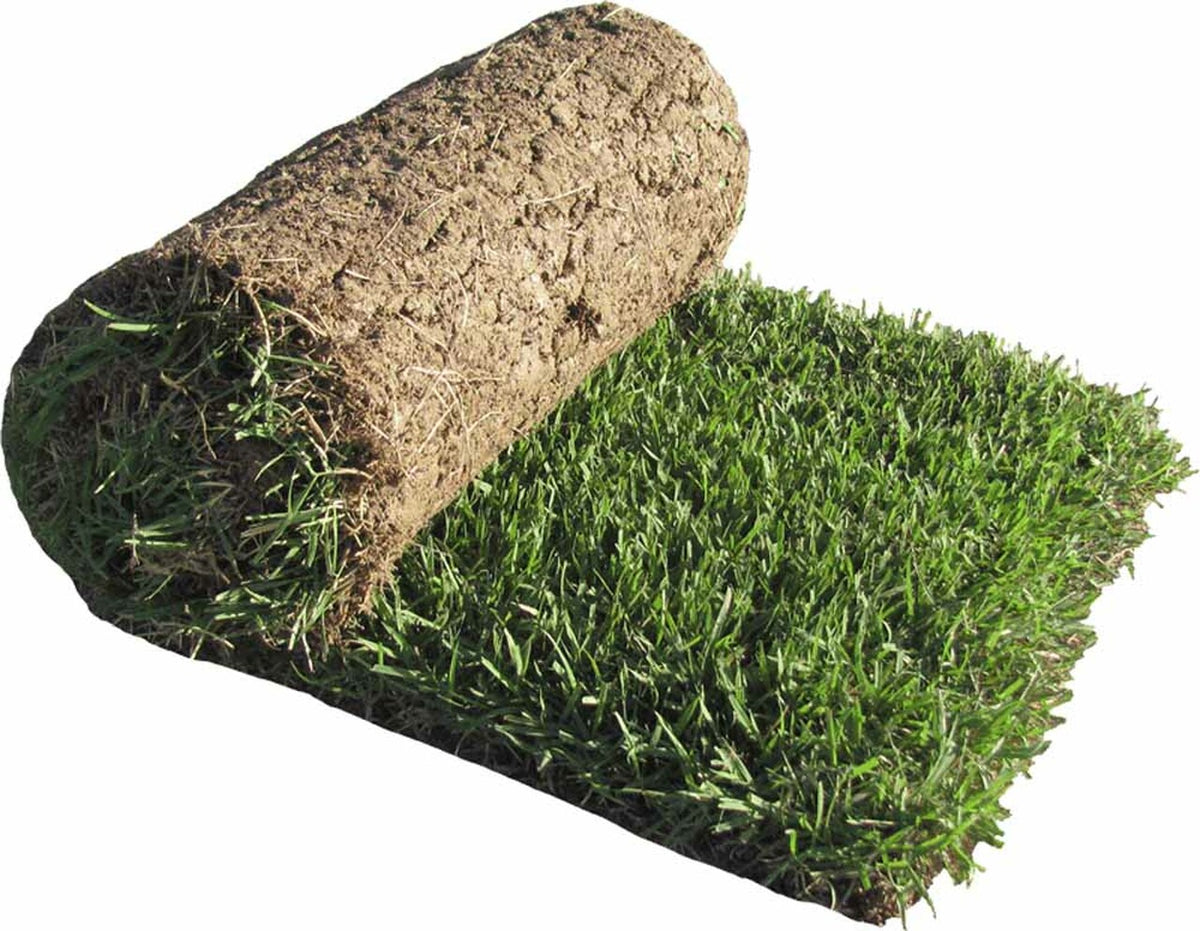 Zoysia Sod (10 Square Feet) – Denchfield Nursery, Inc.